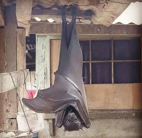 Giant Golden Crowned Flying Fox Acerodon Jubatus Its The Largest