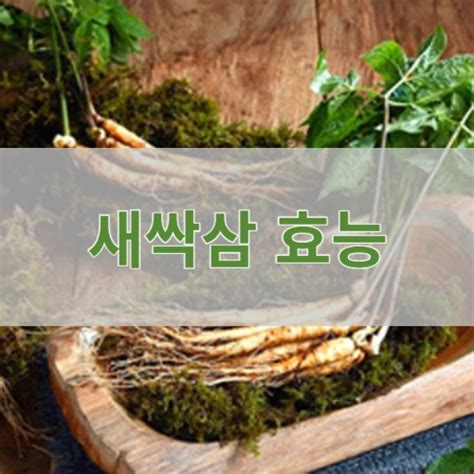 새싹삼 먹는방법 및 보관방법 따른 면역력 차이 네이버 블로그