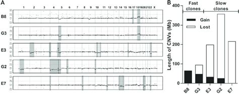 Copy Number Variation Cnvs In Five Clones Derived From E6 A The