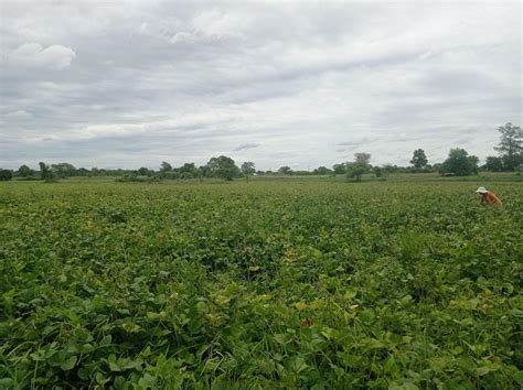 မင်းဘူး စကု မြို့နယ်၌ ပဲတီစိမ်းသီးနှံ ၆၇၈၂ ဧက လျာထား စိုက်ပျိုး Information And Public