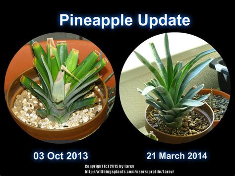 Regrowing Pineapple Rotting In The Ask A Question Forum