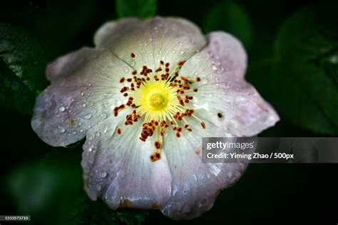 Wet Flower Close Ups