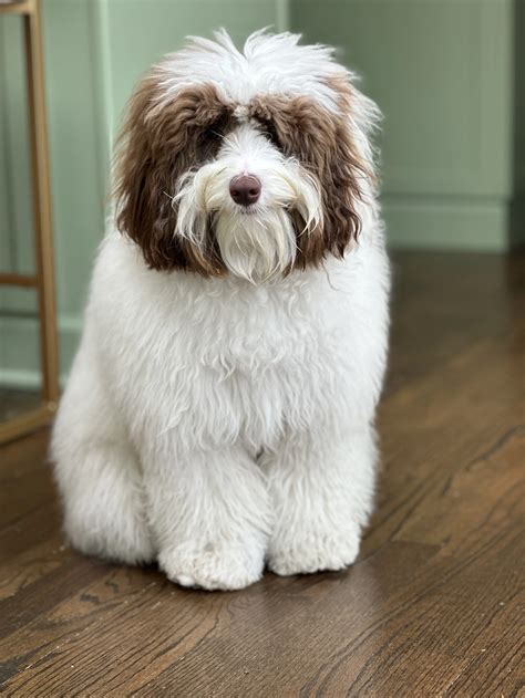 Mini Australian Labradoodles