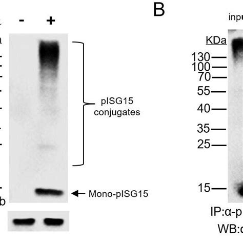 Enrichment Of Interferon Stimulated Gene Product 15 Isg15 Conjugated