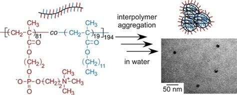 Polymers Free Full Text Self Association Behavior Of Cell Membrane Inspired Amphiphilic
