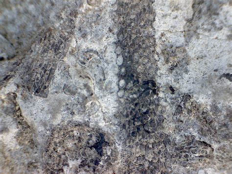 Bryozoan Fossil Id The Fossil Forum