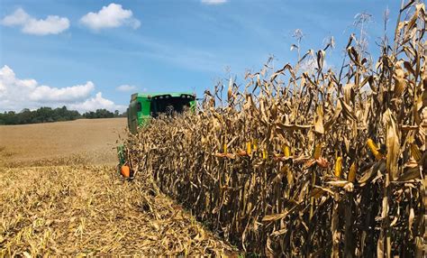 Colheita Do Milho No Mato Grosso Do Sul Chega A 2 1 E Estimativa De