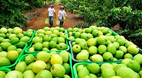 Bndes E Fundo Da Onu Lançam Edital De R 1 Bi Para Segurança Alimentar