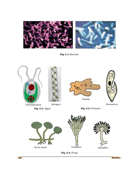 NCERT Book Class 8 Science Chapter 2 Microorganisms Friend And Foe