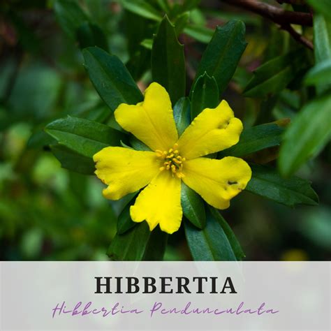 Hibbertia Aquarius Rising Astrology