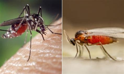 Mosquito Vs Spider Bite How Tell Their Bites Apart