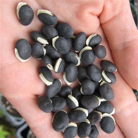 Dolichos Lablab Hyacinth Lablab Indian Bean X 10 Ole Lantana Seed
