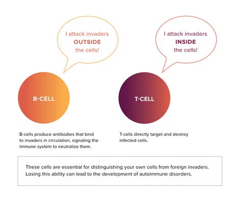 Why Are Autoimmune Diseases More Common In Women The Estrogen