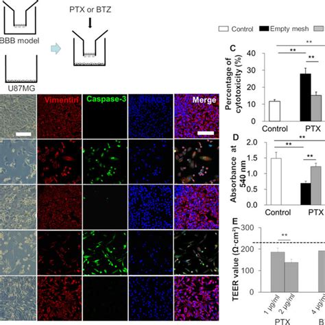 Cell Viability And Phenotypic Marker Expression Of Hipsc Ecs And Download Scientific Diagram