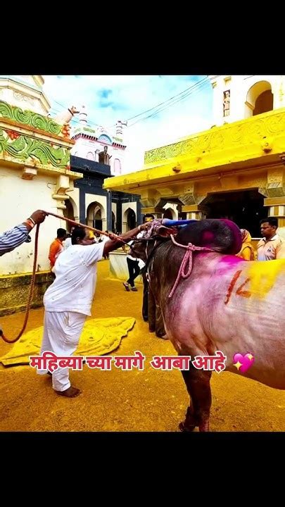 King Sarjya 8500 👑 Viralvideo Bailgadasharyat Vita Village Shots