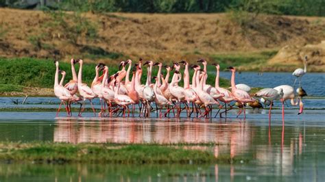 Lesser Flamingos Courtship Dance Smithsonian Photo Contest