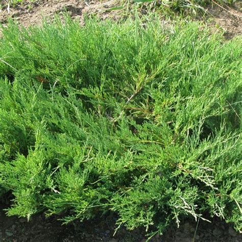Купить Можжевельник горизонтальный "Андорра Компакт" (=Мас") (Juniperus ...