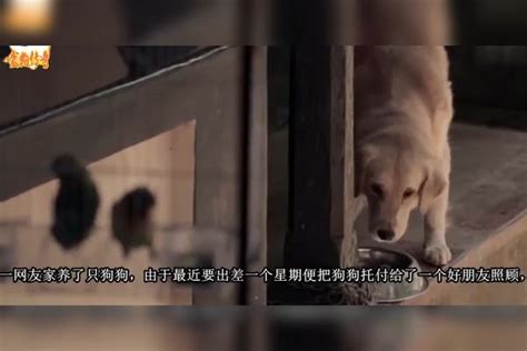 揪心！将狗狗寄存朋友家再见已是奄奄一息，狗狗到底经历了什么？狗狗朋友家经历
