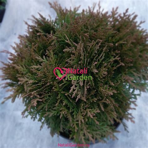 Туя западная Даника (Thuja occidentalis Danica) в Краснодаре от Natali ...
