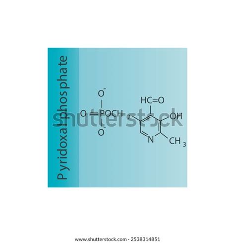 Pyridoxal Phosphate Skeletal Structure Diagramvitamin B6 Stock Vector