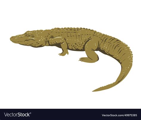 American Alligator Side View On Isolated Vector Image