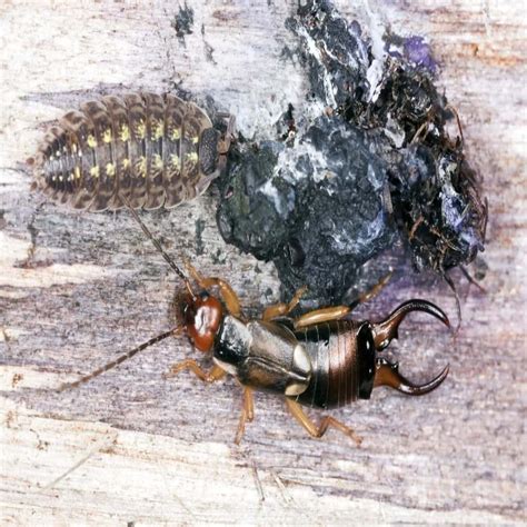 Pincher Bugs 11 Facts About Earwigs You Need To Know