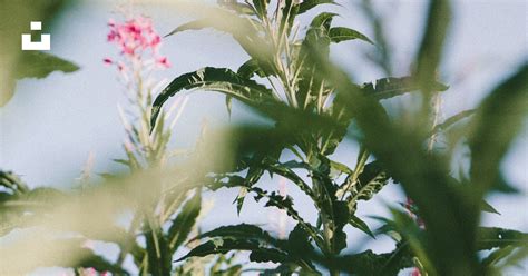 식물에 분홍색 꽃의 클로즈업 사진 Unsplash의 무료 배경화면 이미지