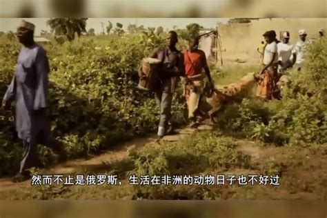 鬣狗为什么怕非洲人？短短一分钟的视频，看得满满的心酸！鬣狗视频