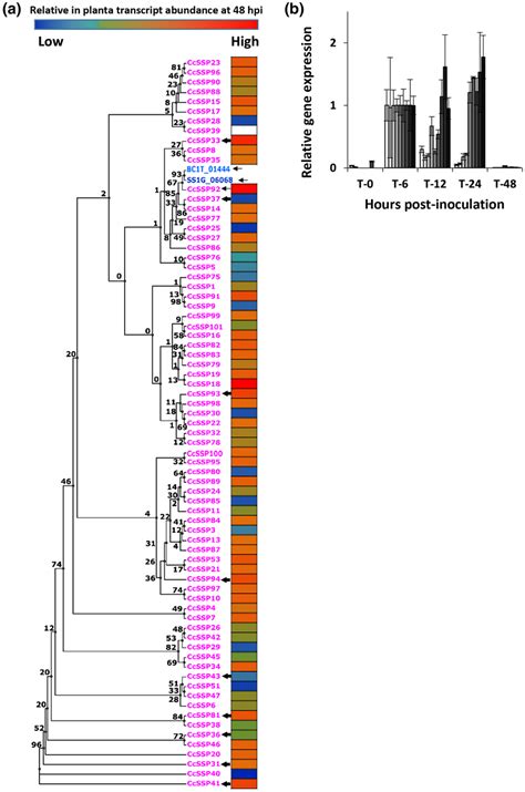 A Phylogenetic Analysis Of The Conserved Small Secreted Protein Ssp