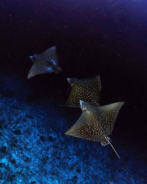 Manta Trust Spotted Eagle Rays At Rasdhoo Madivaru Rasdu Atoll In
