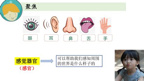 教科版2017秋二年级科学下册2 2通过感官来发现课件 共22张PPT 视频 21世纪教育网 二一教育