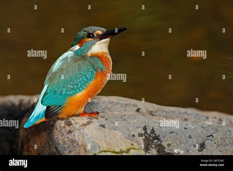 Bird Common Kingfisher Sitting On The Stone In The River Stock Photo
