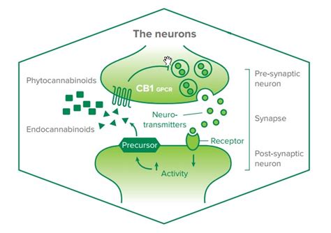 The Endocannabinoid System Cannabinoid Receptors