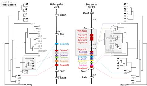 Comparative Analyses Of Gallus Gallus And Bos Taurus Loci Including Download Scientific Diagram