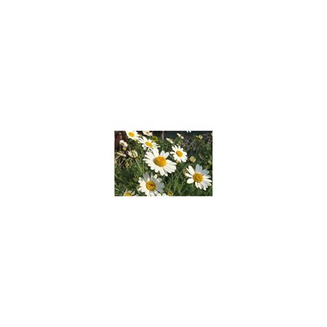 Anthemis Punctata Subsp Cupiana