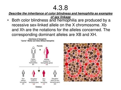 Ppt Theoretical Genetics 4 3 Powerpoint Presentation Free Download Id 5859149