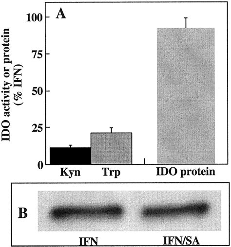 Sa Inhibits Ido Activity But Not Ido Protein Expression Cells Were