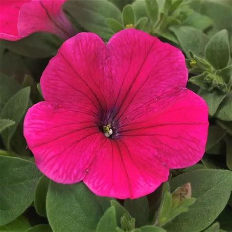 Petunia Easy Wave Rose – Green Valley Garden Centre