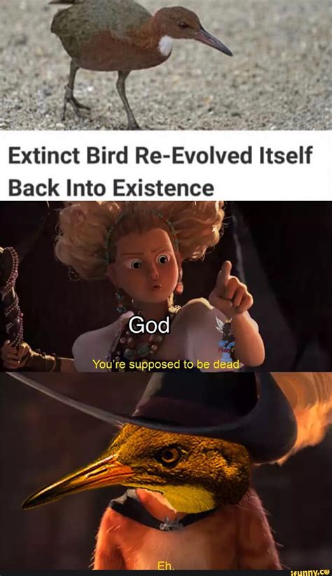 Back In Extinct Bird Re Evolved Existence Itself God Youre Supposed To Be Dead Ifunny