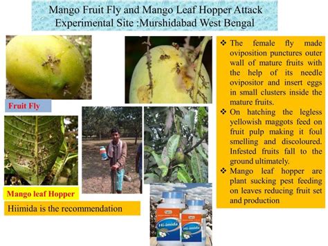 The Mango Fruit Fly Is Also Commonly Known As The Marula Fruit Fly Based On Its Common