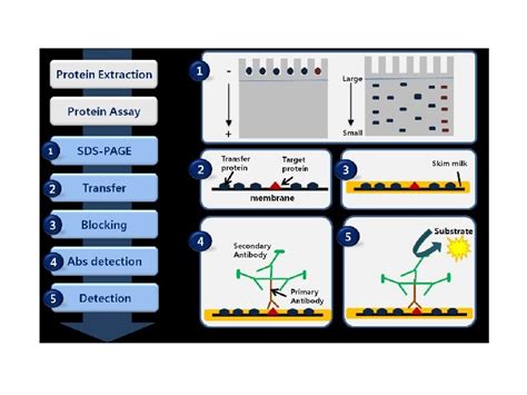 Western Blot Sample Buffer Sample Buffer Glycerol