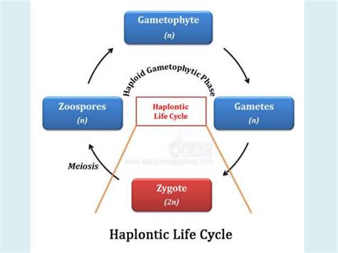 Life Cycle Of Algae Pptx