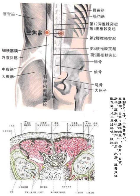 针灸经脉穴位图则之三十二（足太阳膀胱经经穴图则之三）中医理论99养生堂