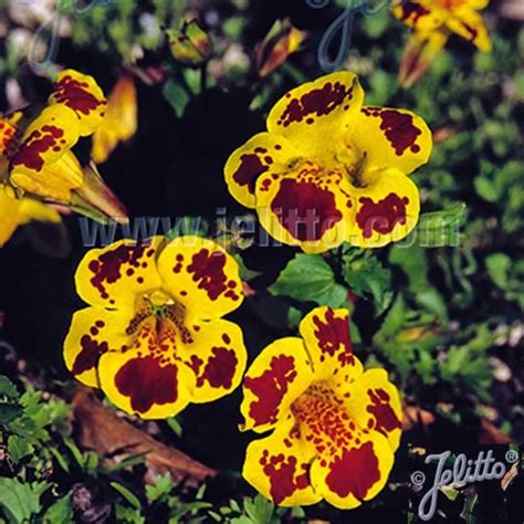 Mimulus Tigrinus Grandiflorus Mix Plug Plants