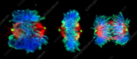 Mitosis Light Micrograph Stock Image C0576446 Science Photo Library