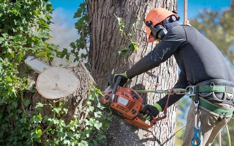 Tree Trimming And Pruning Donovan Arborists