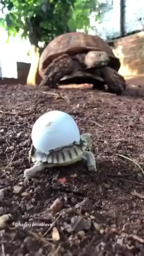 Theres A Shell On My Shell Mom Scrolller