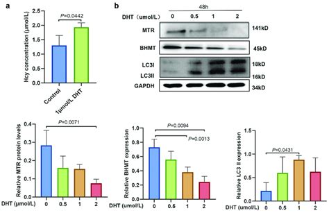 Androgen Inactivates The Homocysteine Metabolizing Enzymes Methionine Download Scientific