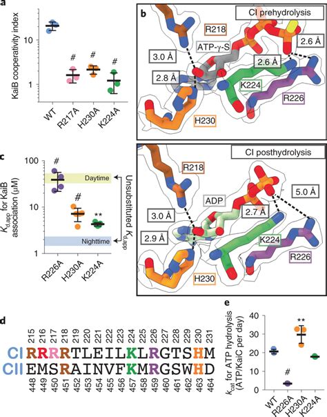 Interactions In The Ci Nucleotide Binding Pocket Link Atp Hydrolysis To