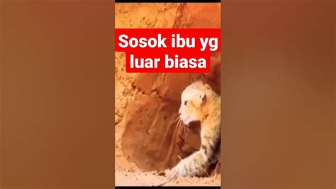 Ular Python Vs Kucing Shorts Snake Cat Youtube